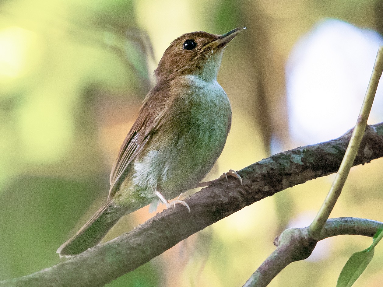 Nicobar Jungle Flycatcher - eBird