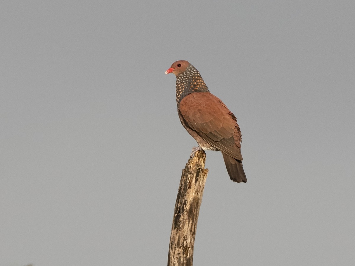 Scaled Pigeon - Patagioenas speciosa - Birds of the World