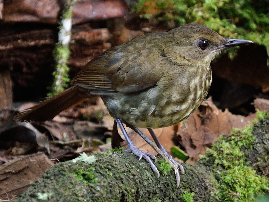 Dapple-throat - eBird
