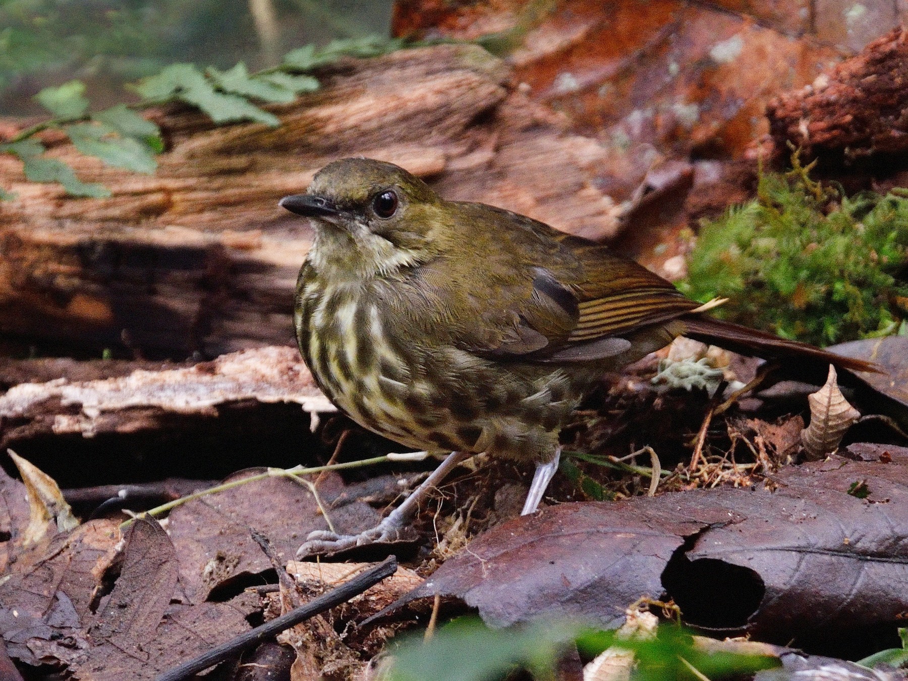 Dapple-throat - eBird