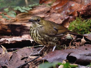 Dapple-throat - eBird