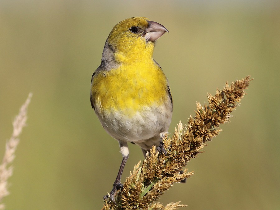 Laysan Finch - eBird