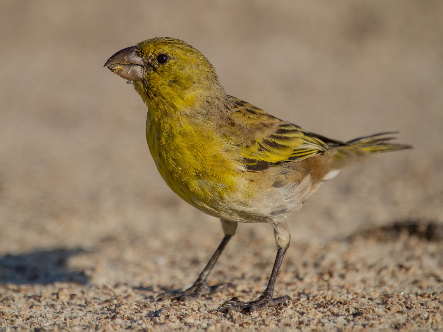 Laysan Finch - eBird