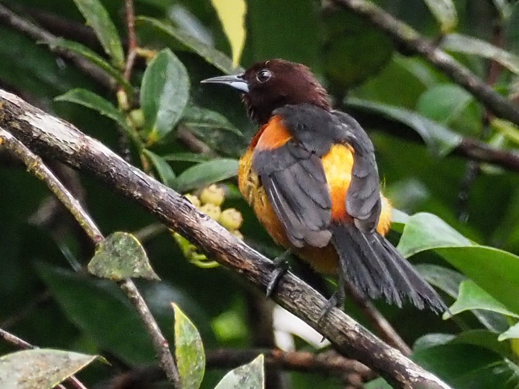 Martinique Oriole - eBird