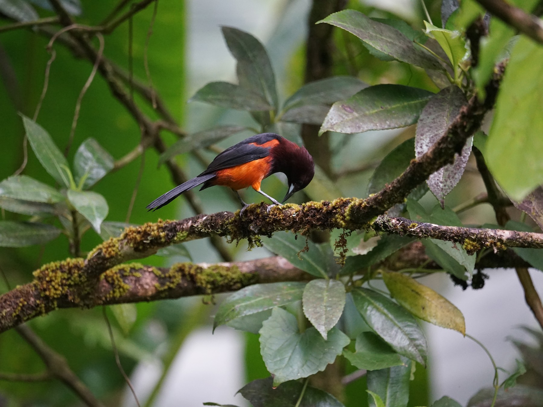 Martinique Oriole - eBird