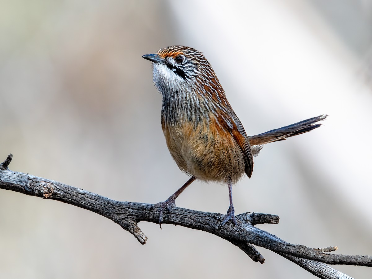 Striated Grasswren - Amytornis striatus - Birds of the World
