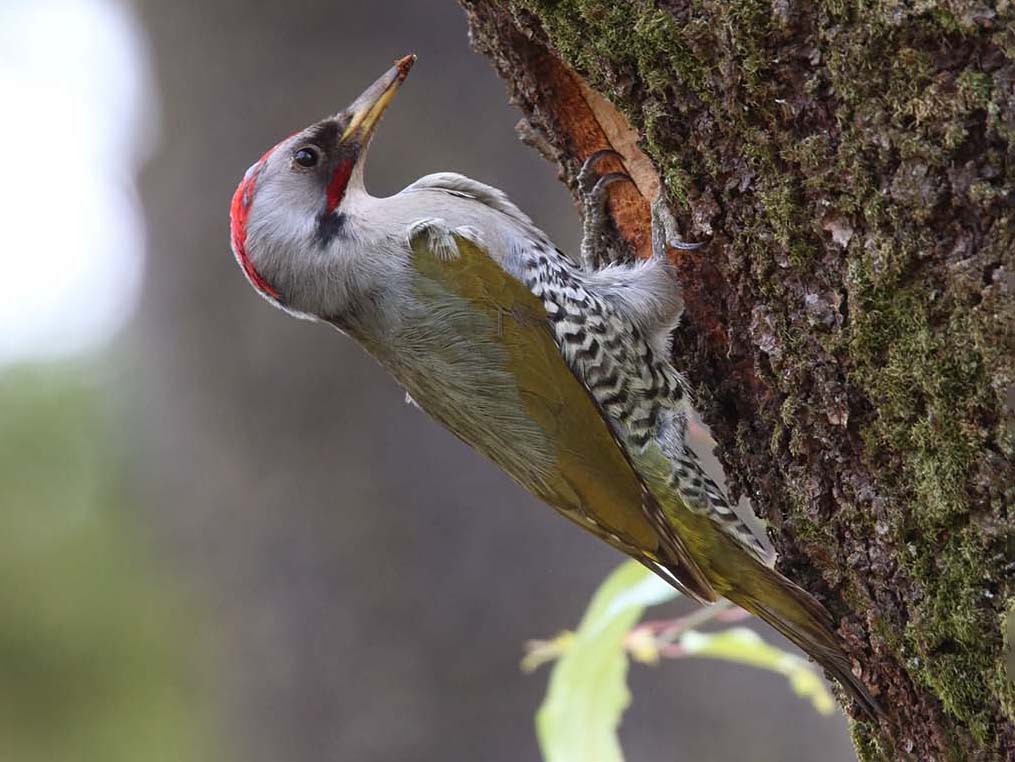 Japanese Woodpecker - eBird