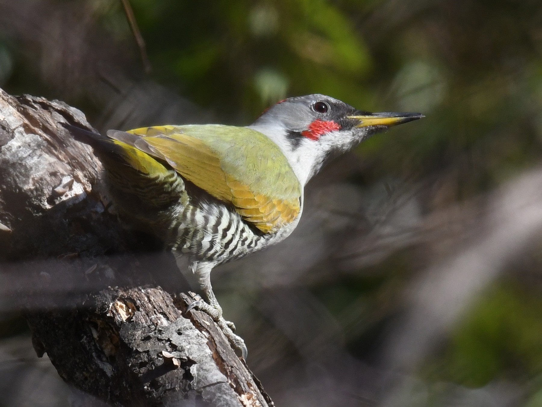 Japanese Woodpecker - eBird