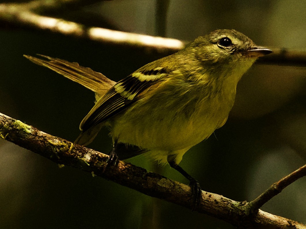 Atrapamoscas Verdoso - eBird