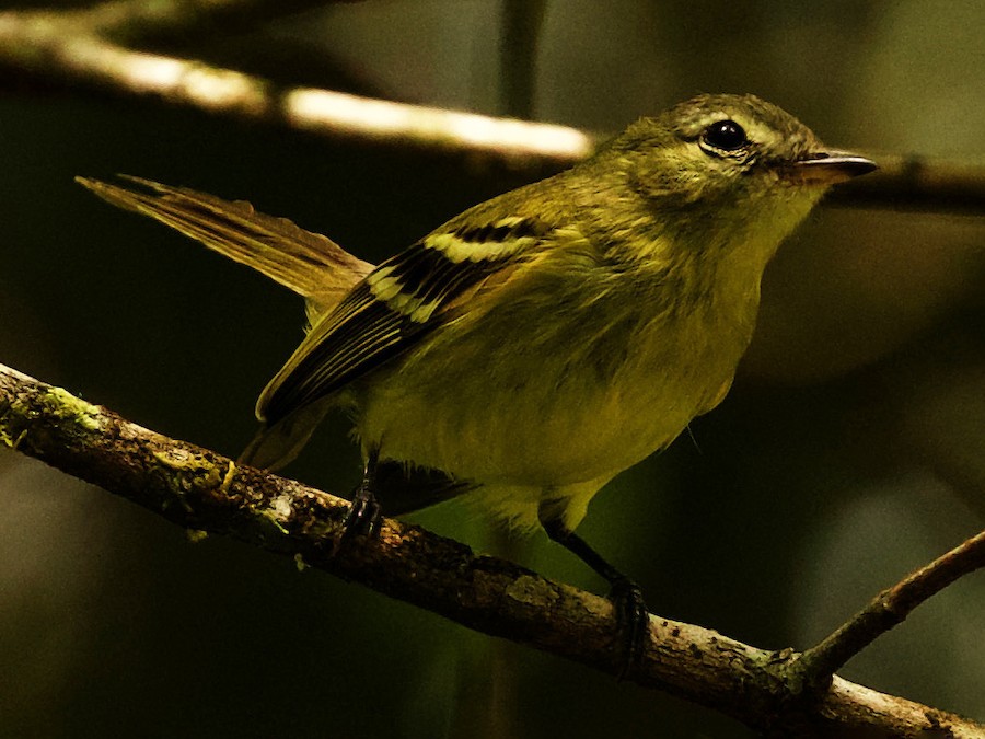 Atrapamoscas Verdoso - eBird