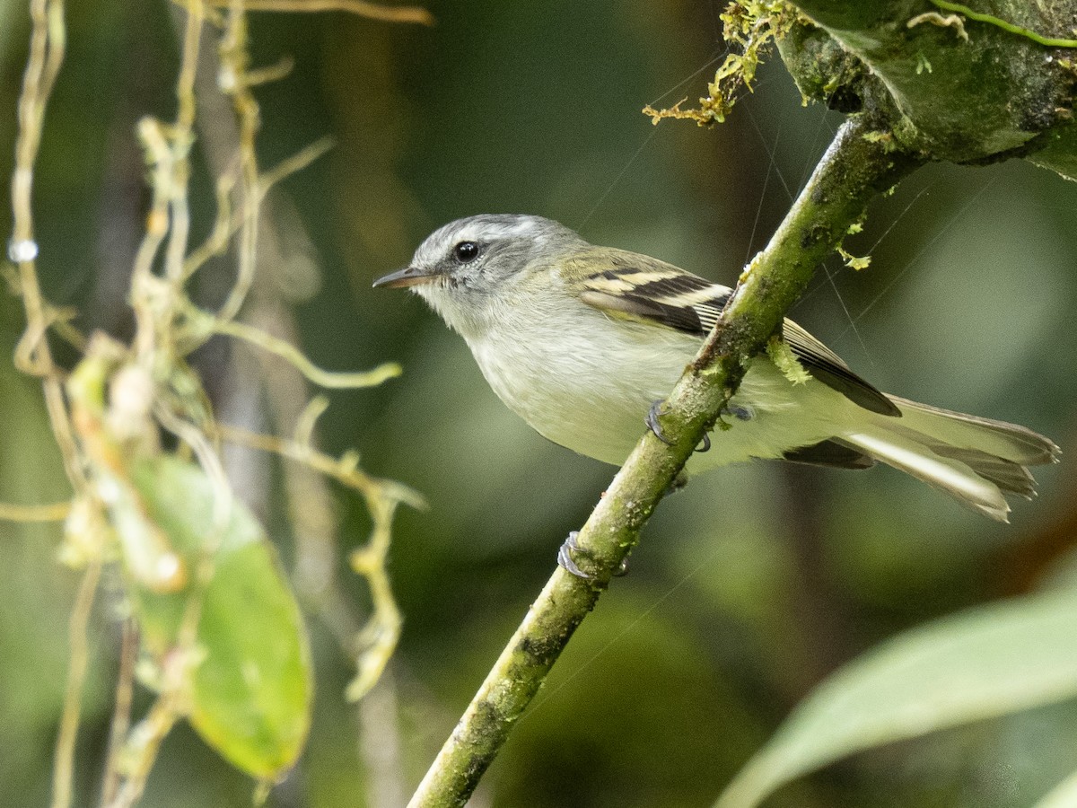 White-tailed Tyrannulet - Mecocerculus poecilocercus - Birds of the World