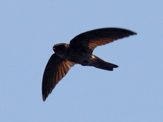 Caroline Islands Swiftlet - eBird
