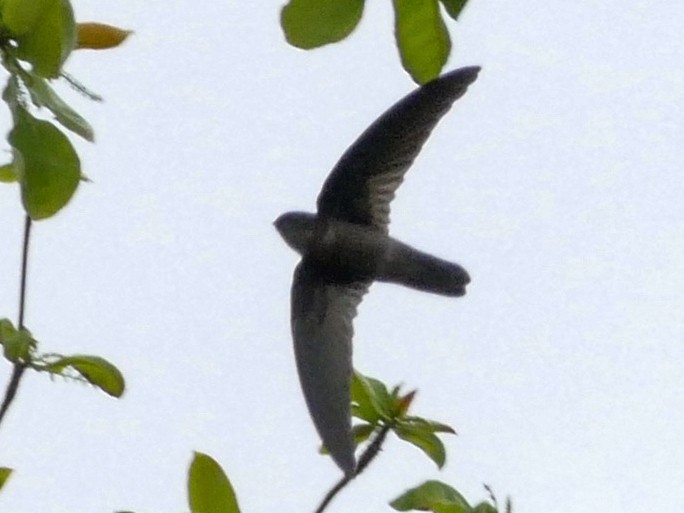 Island Swiftlet - eBird