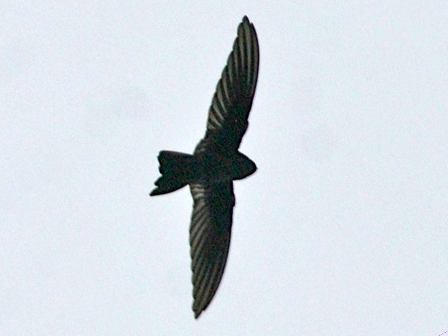 Island Swiftlet - eBird