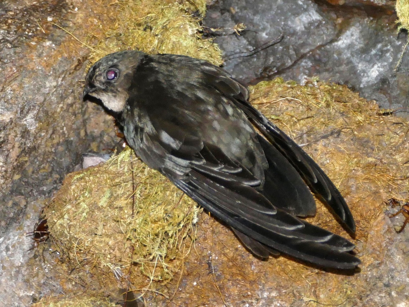 Island Swiftlet - eBird