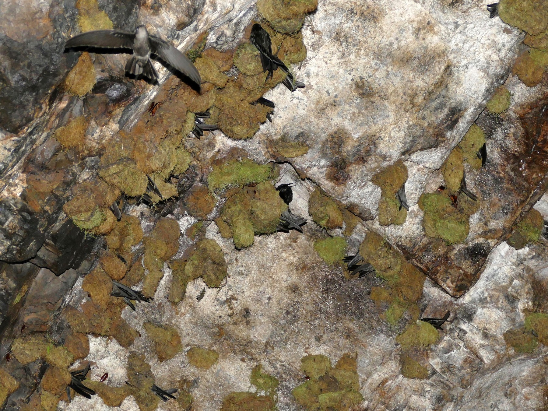 Island Swiftlet - eBird