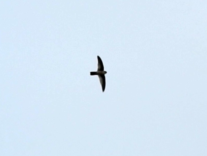 Atiu Swiftlet - eBird