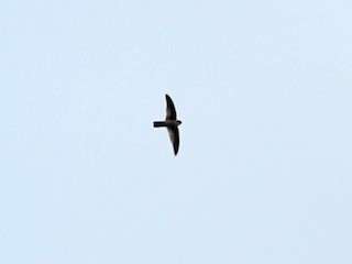 Atiu Swiftlet - eBird