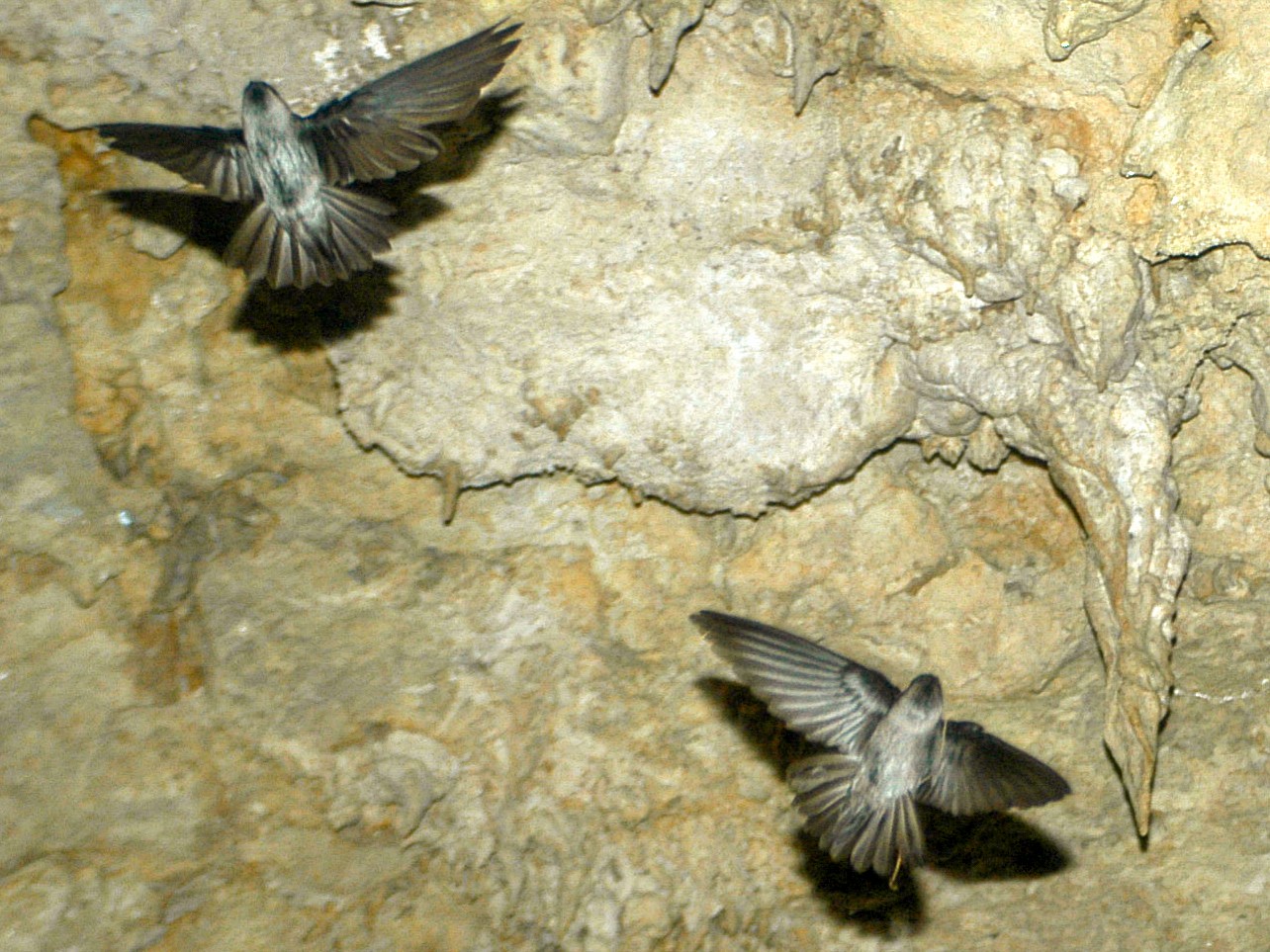 Atiu Swiftlet - eBird