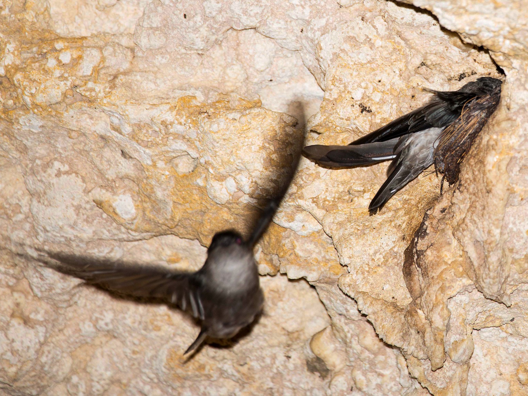 Atiu Swiftlet - eBird