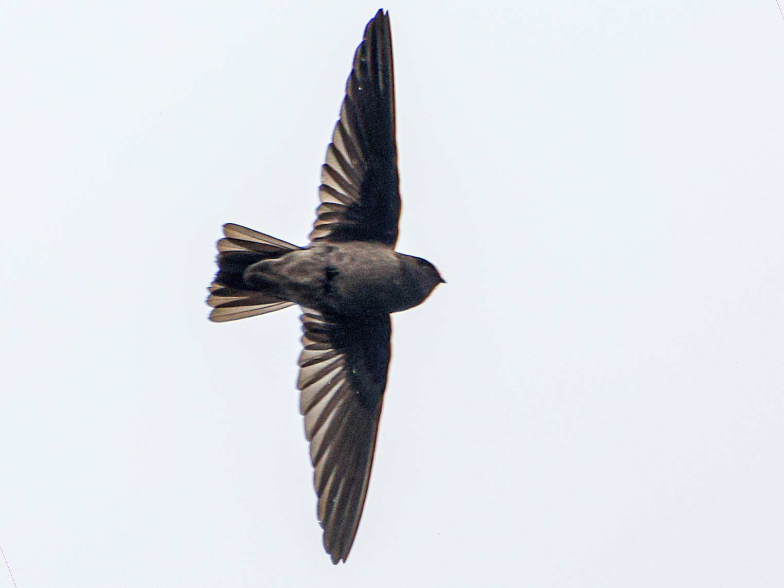 Tahiti Swiftlet - eBird