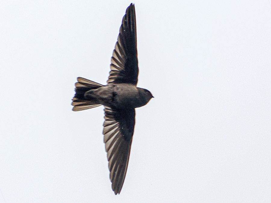 Tahiti Swiftlet - eBird