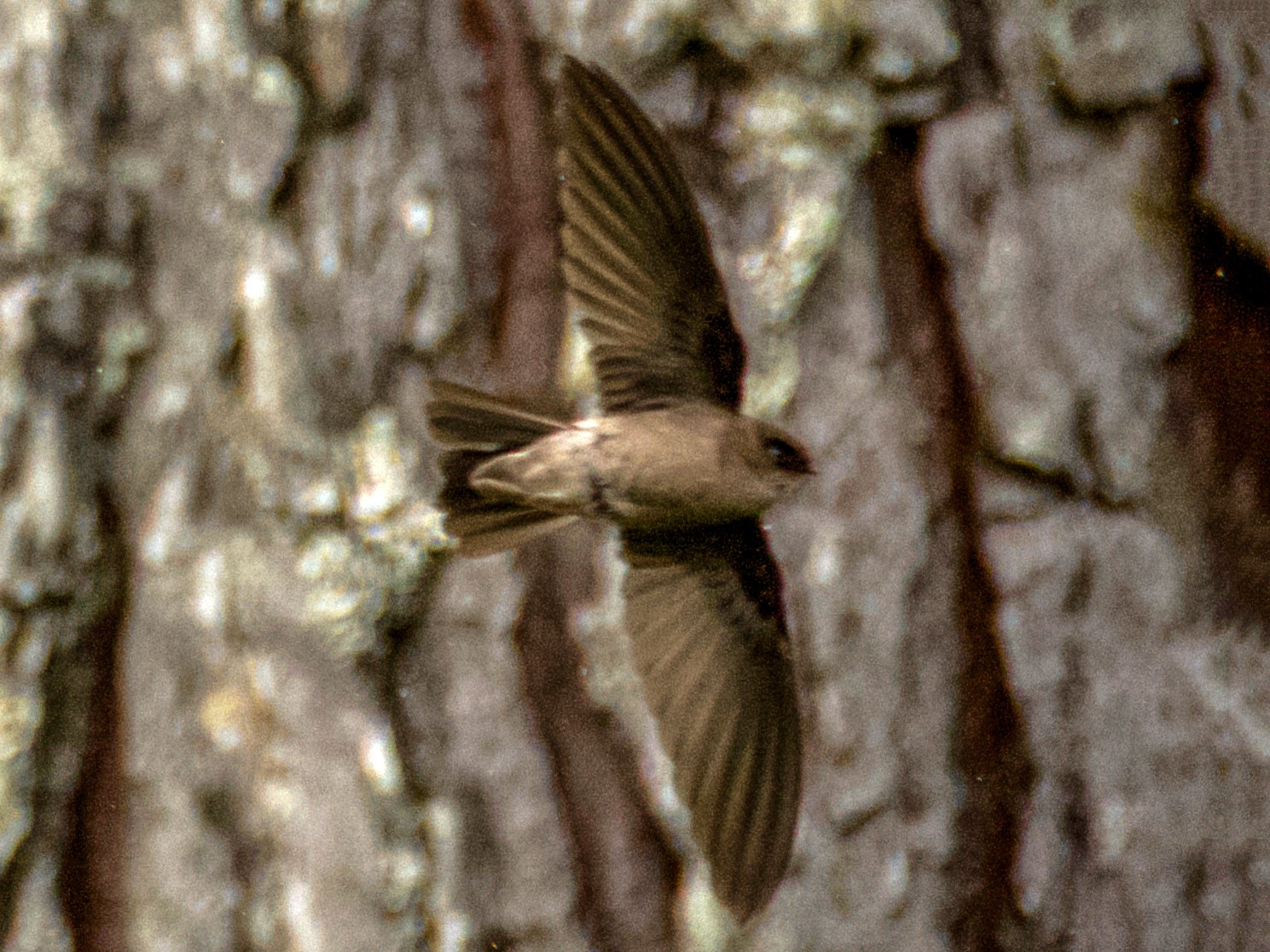 Tahiti Swiftlet - eBird