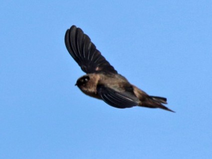 Marquesan Swiftlet - eBird