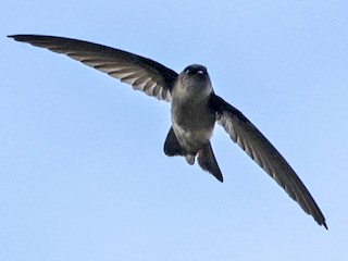 Marquesan Swiftlet - eBird