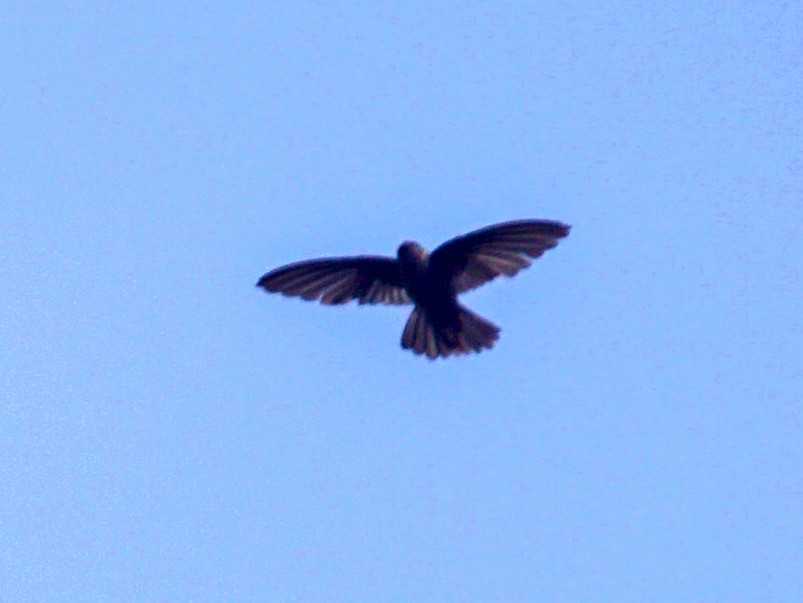 Salangana de las Marquesas - eBird