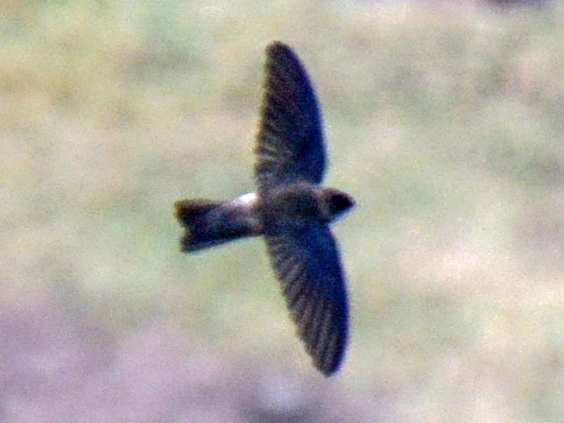 Salangana de las Marquesas - eBird