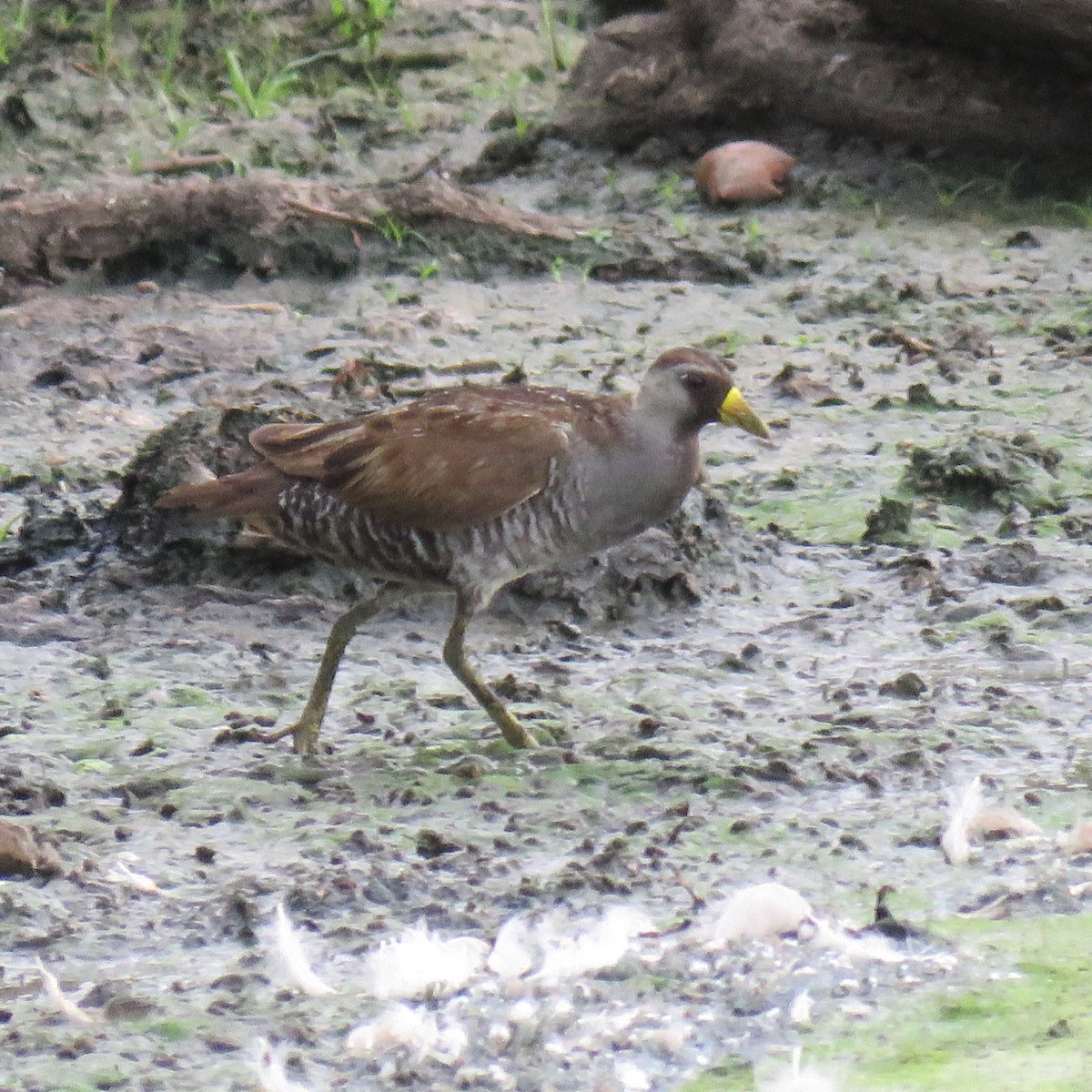 eBird Checklist - 12 Aug 2021 - Atchison County Lake - 44 species