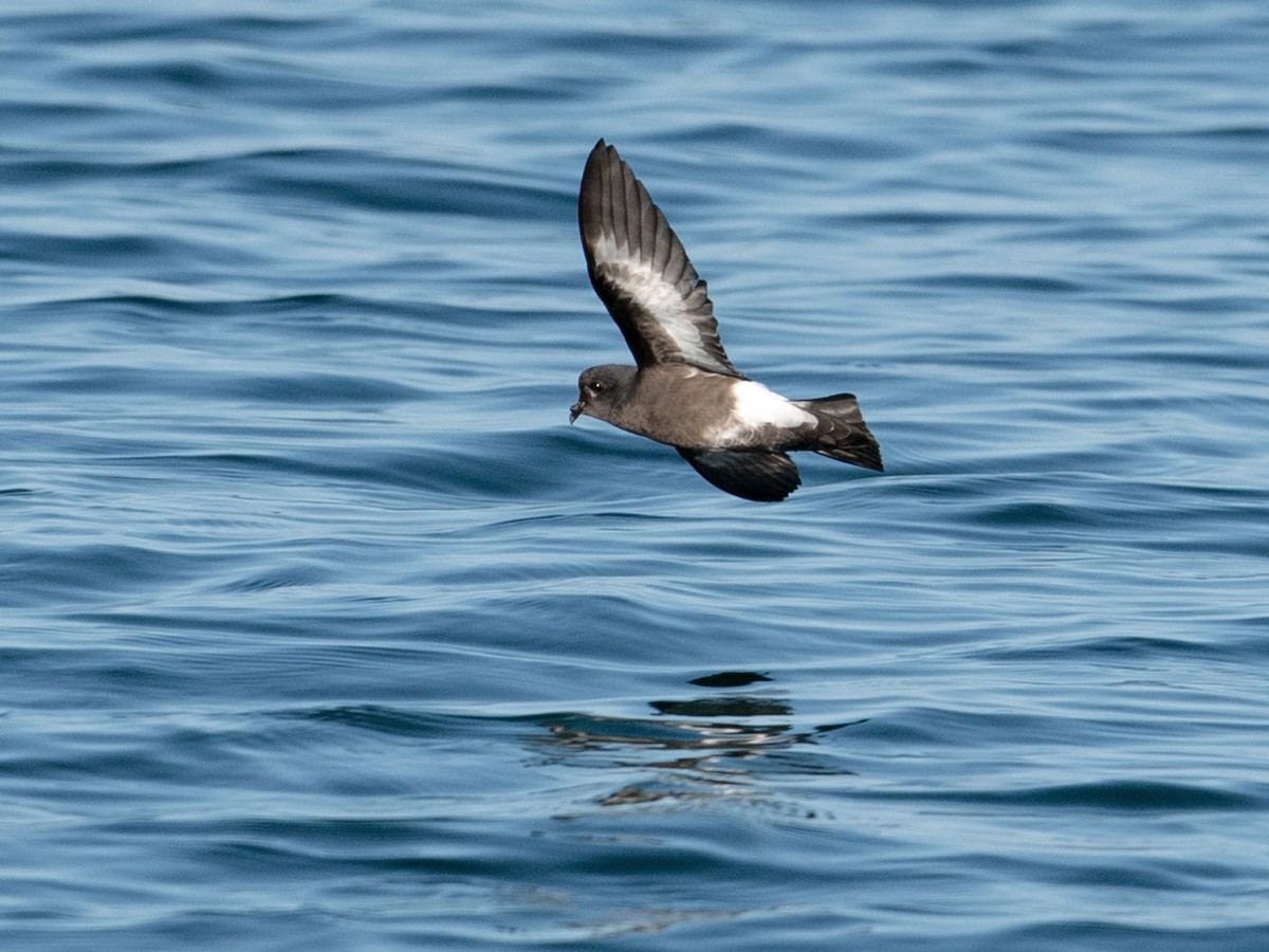 Pincoya Storm-Petrel - Oceanites pincoyae - Birds of the World