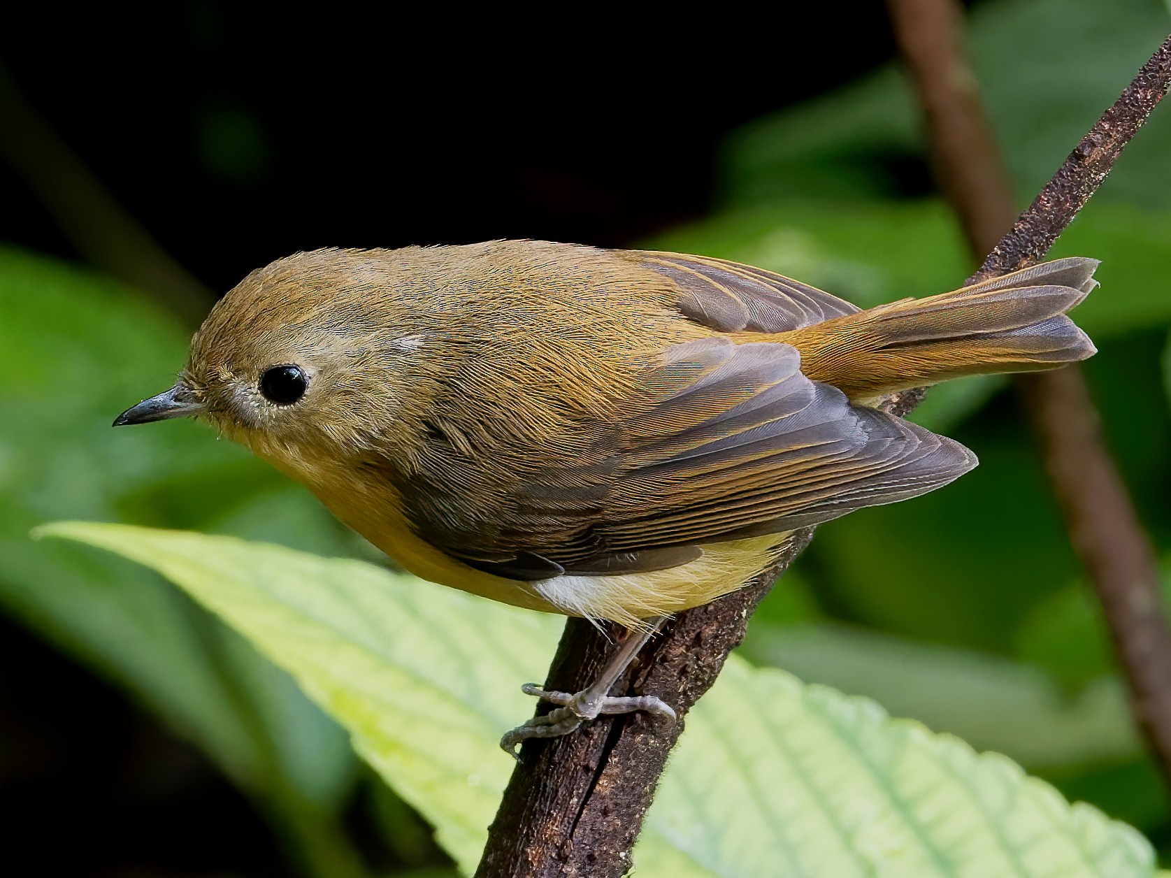 Pygmy Flycatcher - eBird