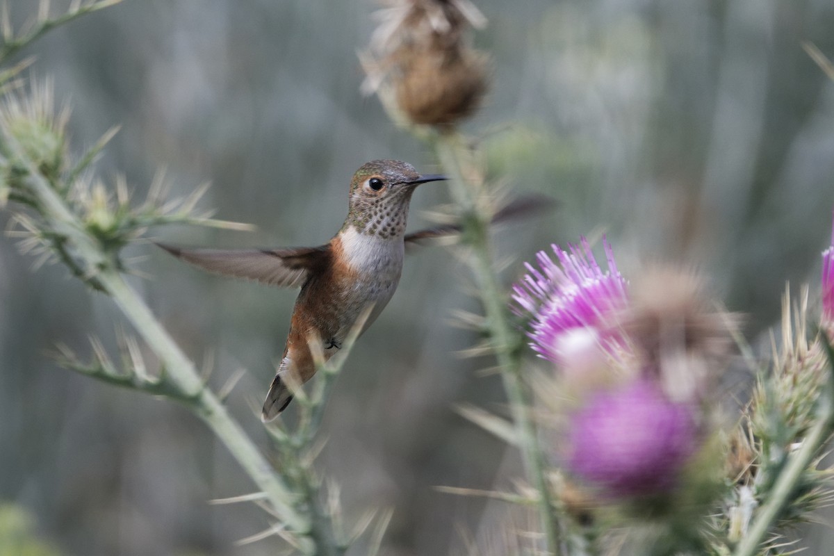 eBird Checklist - 13 Aug 2021 - Spring Mountains NRA--Mary Jane Falls ...