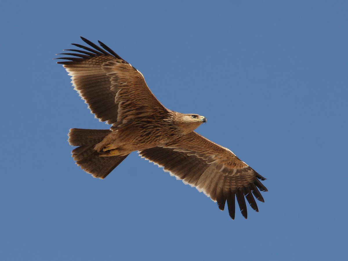 Imperial Eagle - Aquila heliaca - Birds of the World
