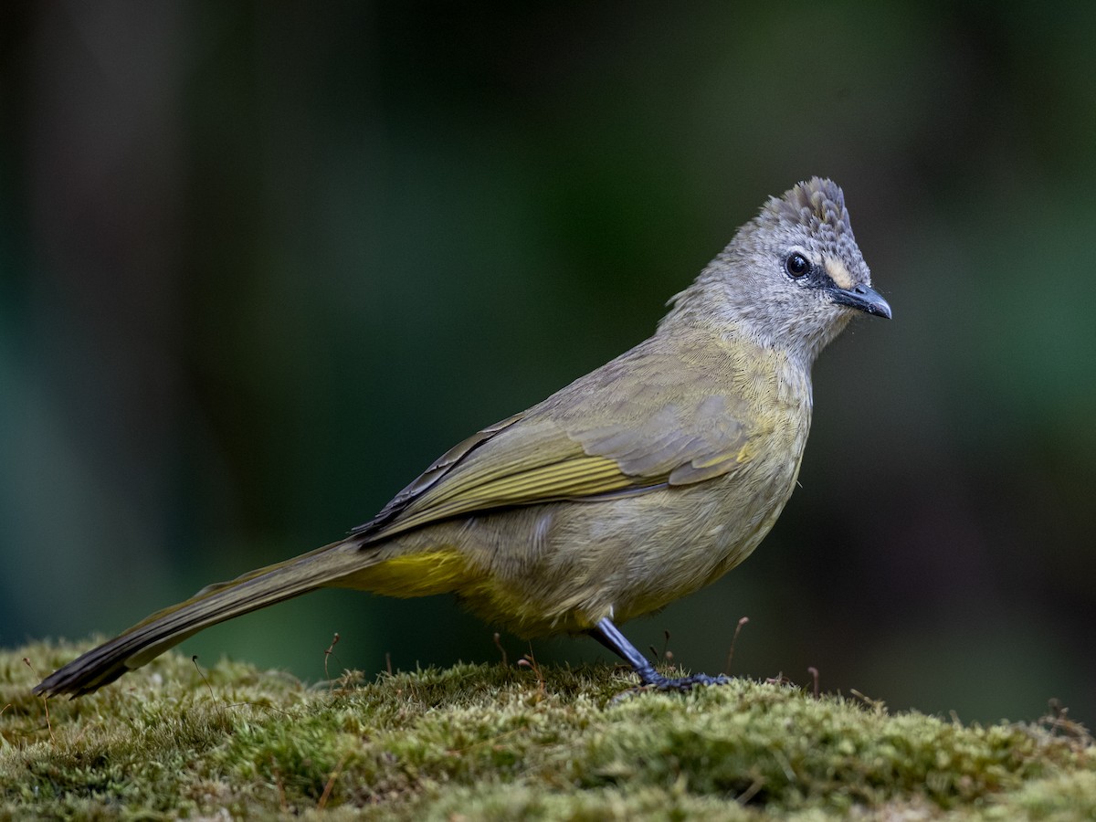 Flavescent Bulbul - Pycnonotus flavescens - Birds of the World