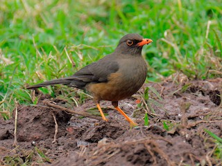 Usambara Thrush - Turdus roehli - Birds of the World