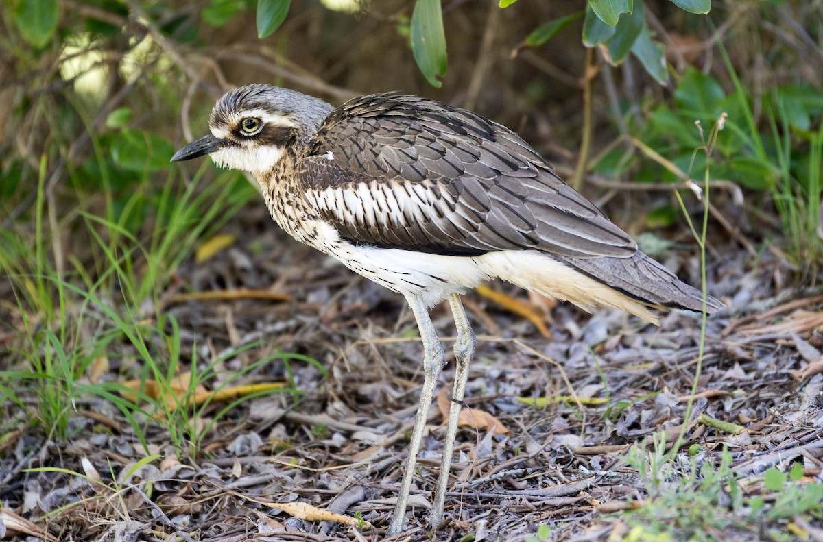 eBird Checklist - 4 Aug 2021 - K'gari--Dilli Village - 27 species