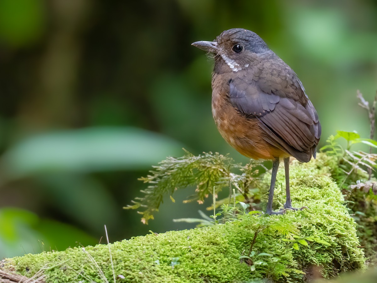 Moustached Antpitta - Grallaria alleni - Birds of the World
