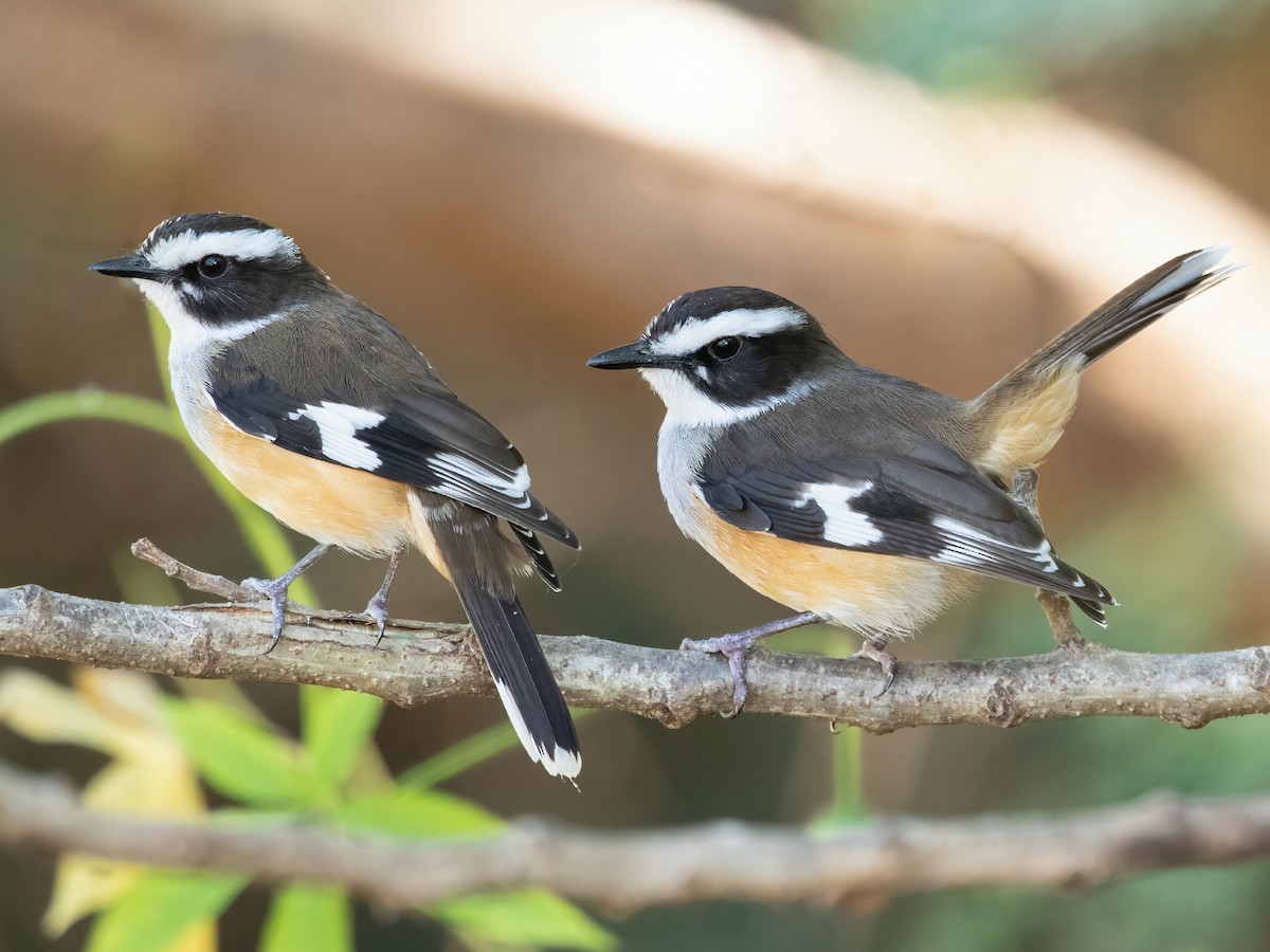 Buff-sided Robin - Poecilodryas cerviniventris - Birds of the World