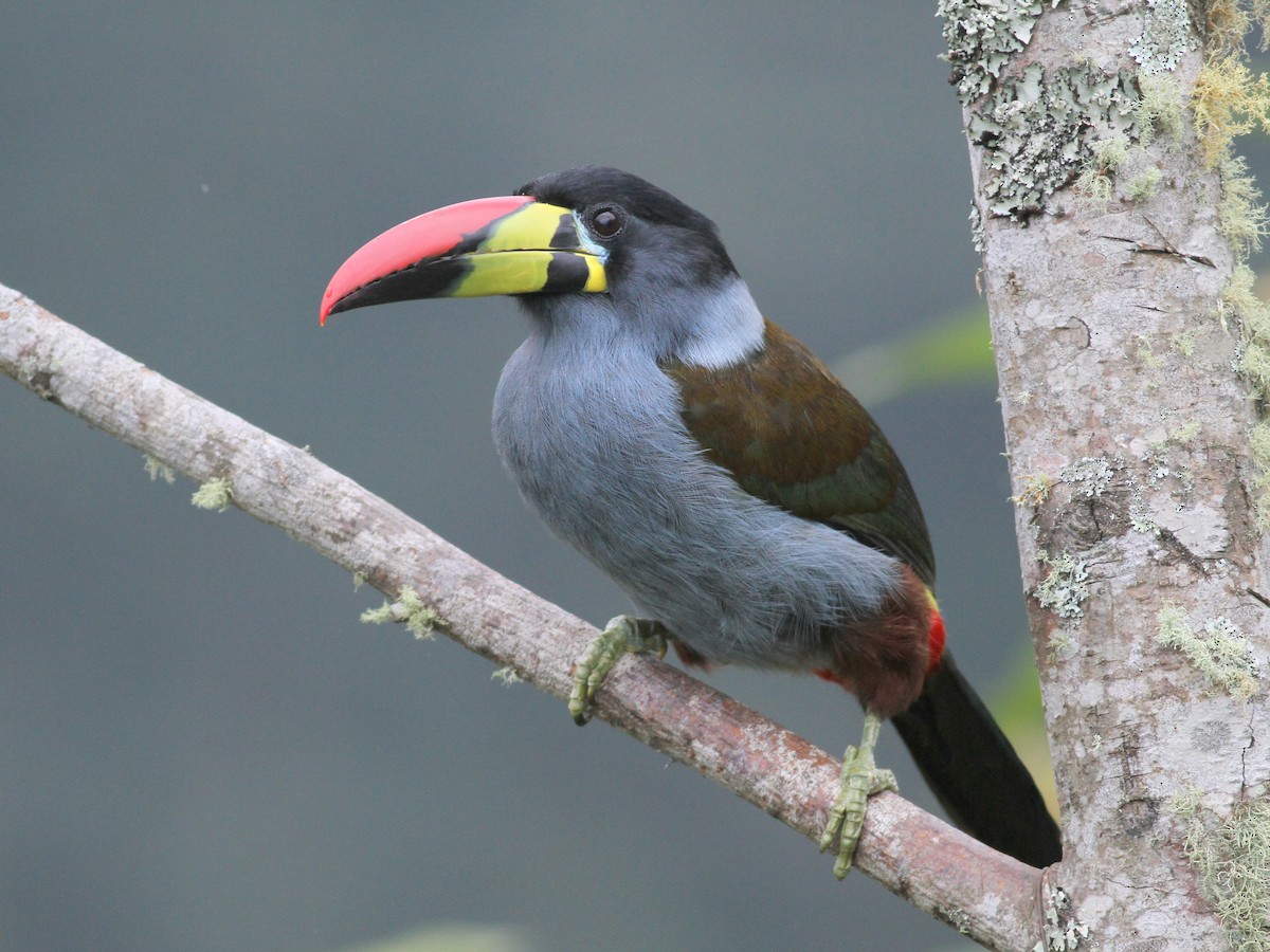 Gray-breasted Mountain-Toucan - Andigena hypoglauca - Birds of the World