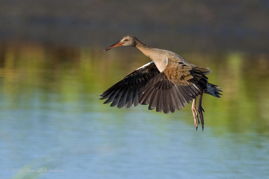 rail/crake sp. - eBird