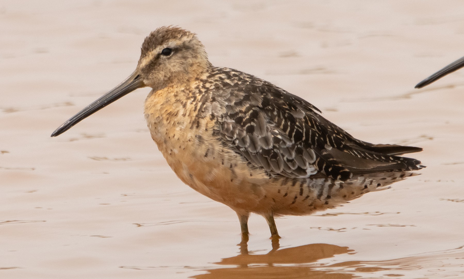 Short-billed Dowitcher (caurinus) - eBird