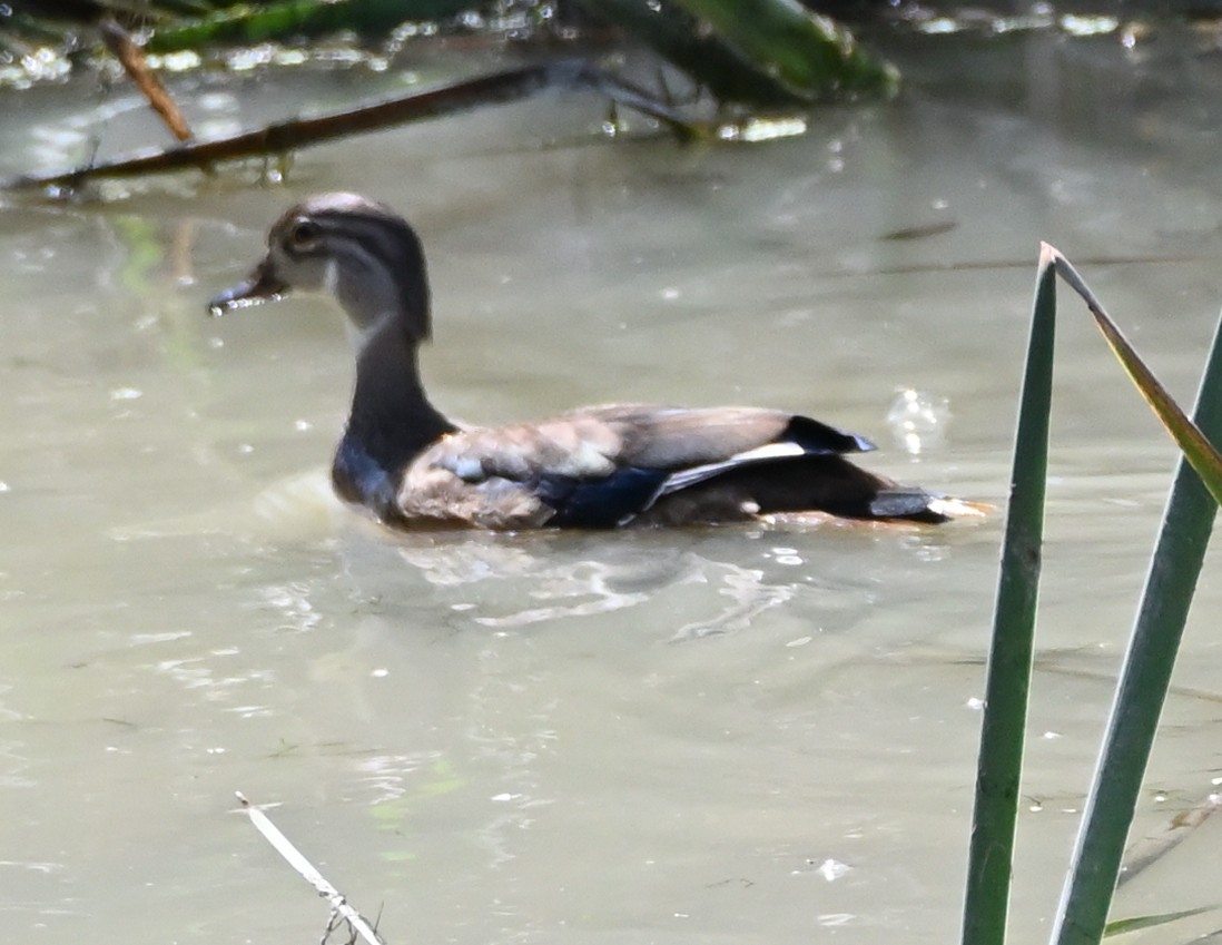 eBird Checklist - 14 Aug 2021 - Parc du Lac-Beauchamp - 28 species