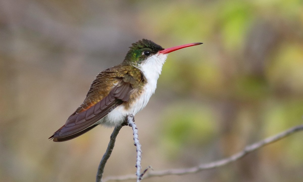 Green-fronted Hummingbird - Ramosomyia viridifrons - Birds of the World