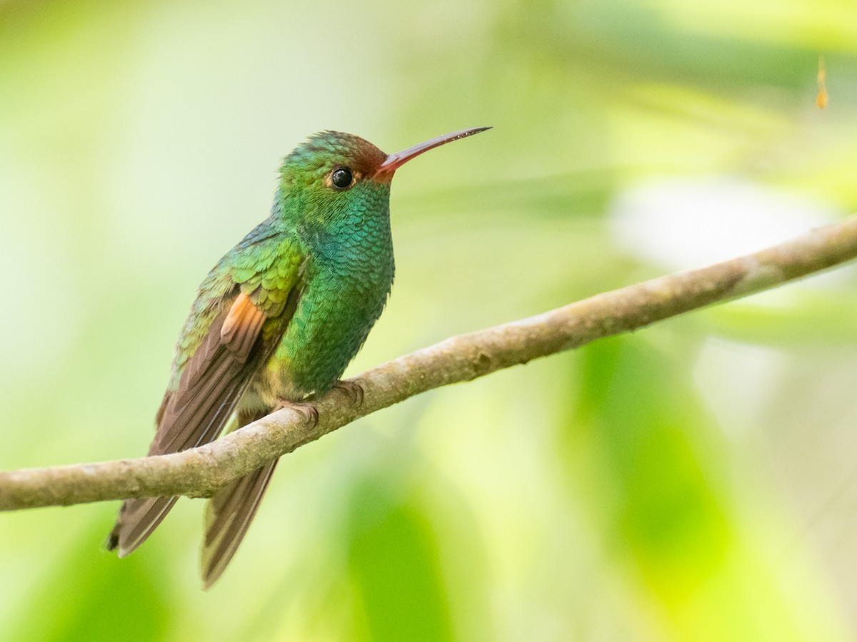 Pirre Hummingbird - Goldmania bella - Birds of the World