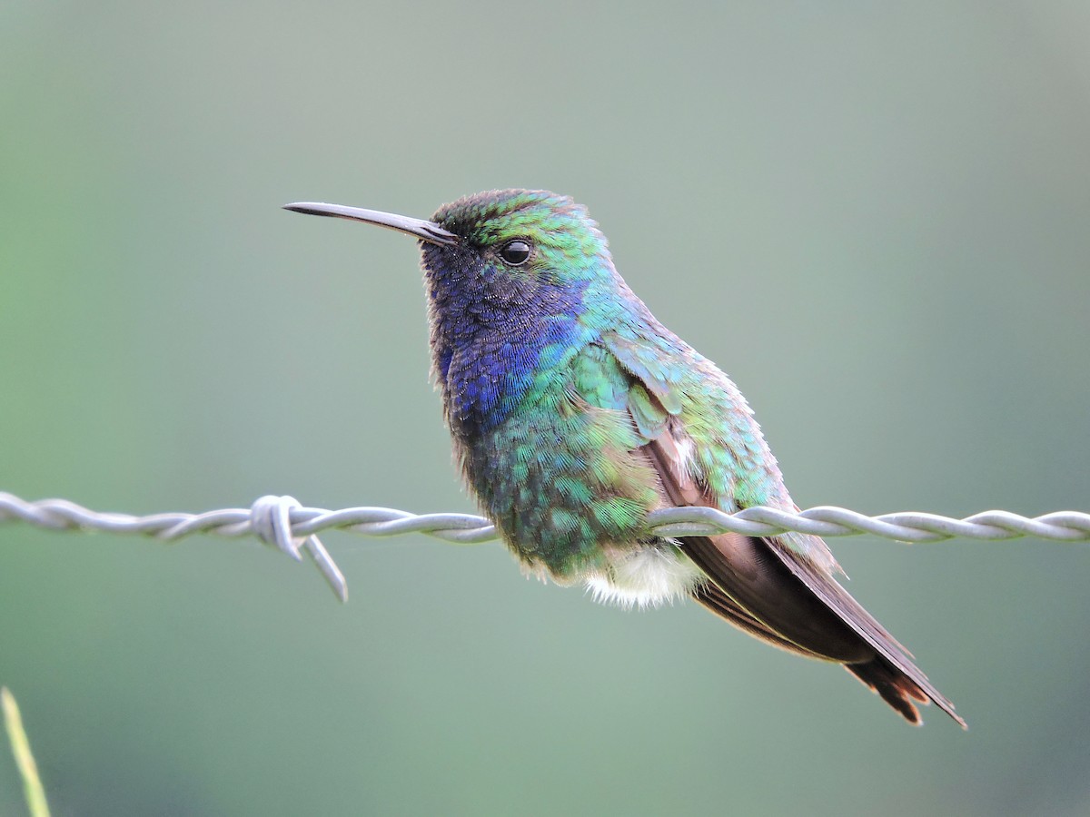 Sapphire-throated Hummingbird - Chrysuronia coeruleogularis - Birds of ...