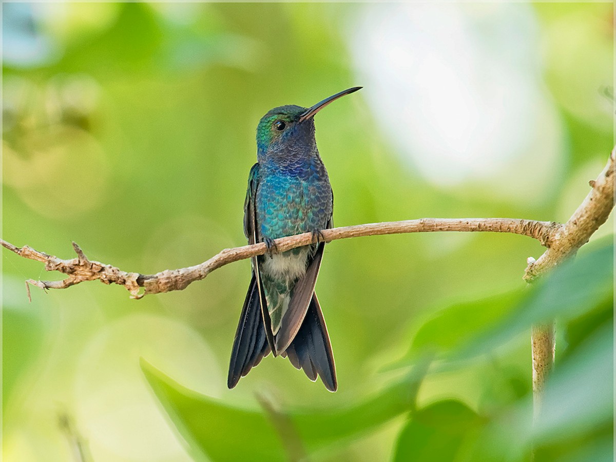 Sapphire-bellied Hummingbird - Chrysuronia lilliae - Birds of the World