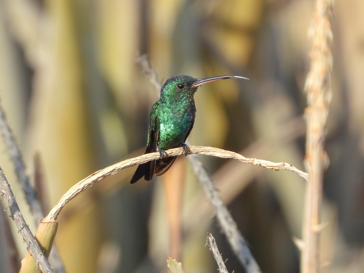 Shining-green Hummingbird - Chrysuronia goudoti - Birds of the World